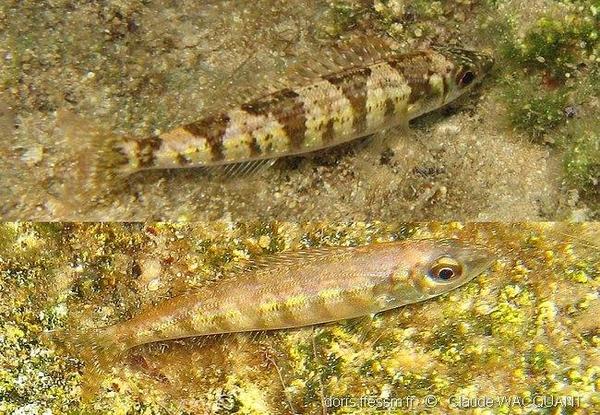 Spicara smaris | DORIS