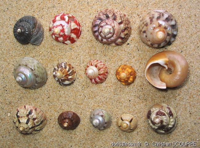 Gibbula magus | DORIS