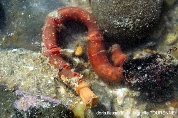 Euclymene lombricoides | DORIS