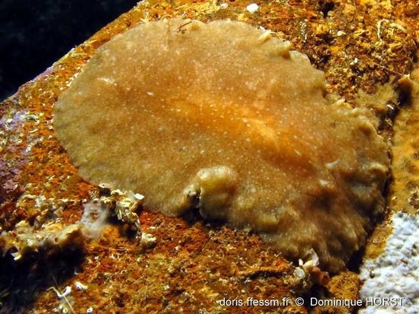 Stylochus pilidium | DORIS