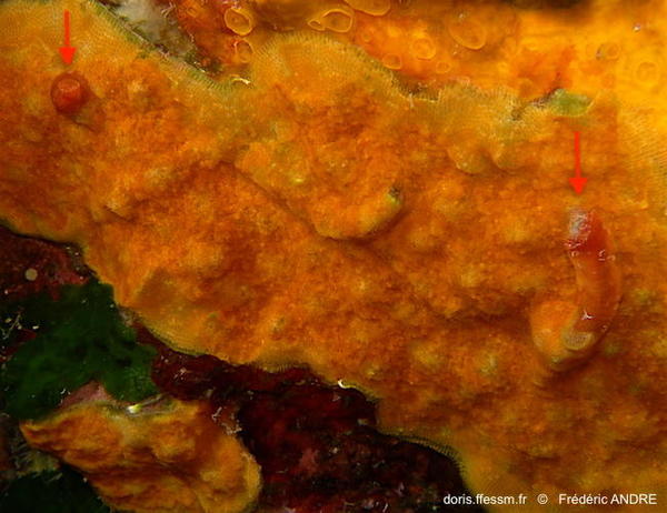 Vermetus granulatus | DORIS