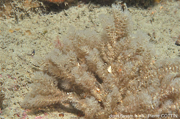 Vesicularia spinosa | DORIS