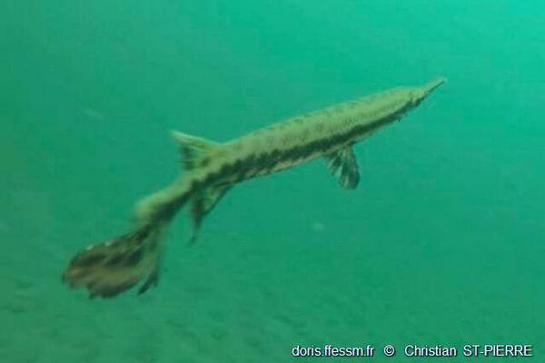 Lepisosteus osseus | DORIS