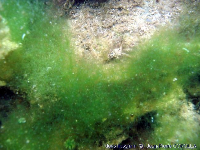 Cladophora spp. | DORIS