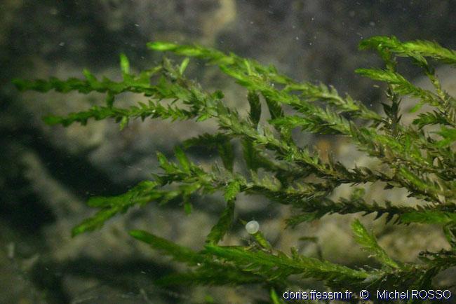 Fontinalis antipyretica | DORIS