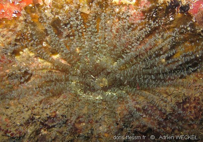 Bartholomea annulata | DORIS