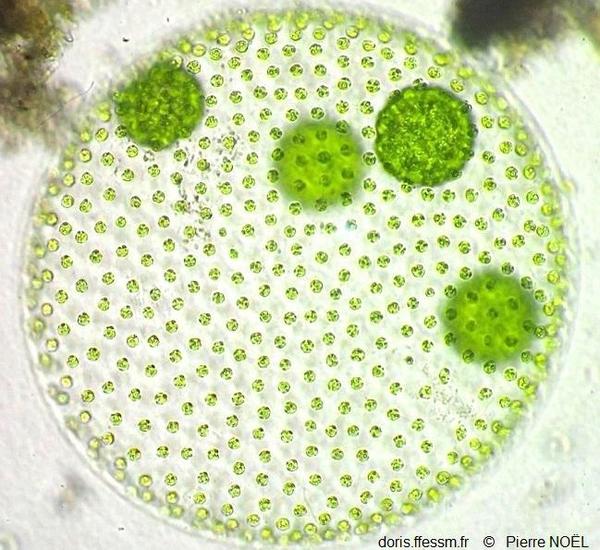 Volvox aureus | DORIS