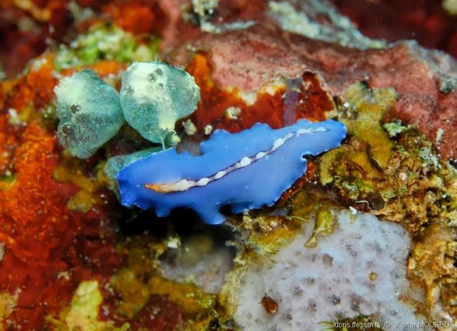 Pseudoceros bifurcus | DORIS