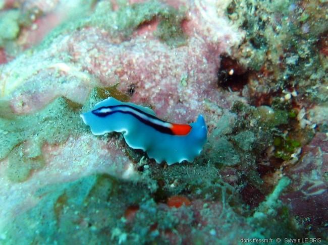 Pseudoceros bifurcus | DORIS