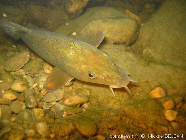 Barbus barbus | DORIS