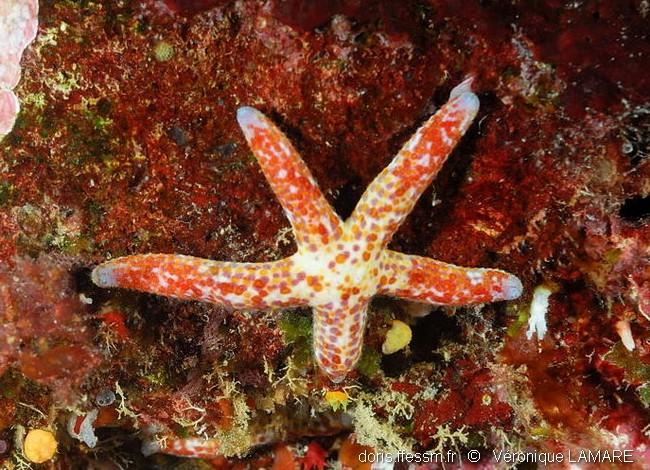 Linckia multifora | DORIS