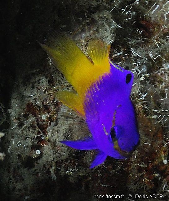 Gramma loreto | DORIS