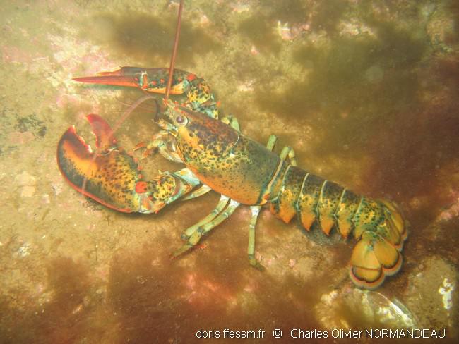 Homarus americanus | DORIS