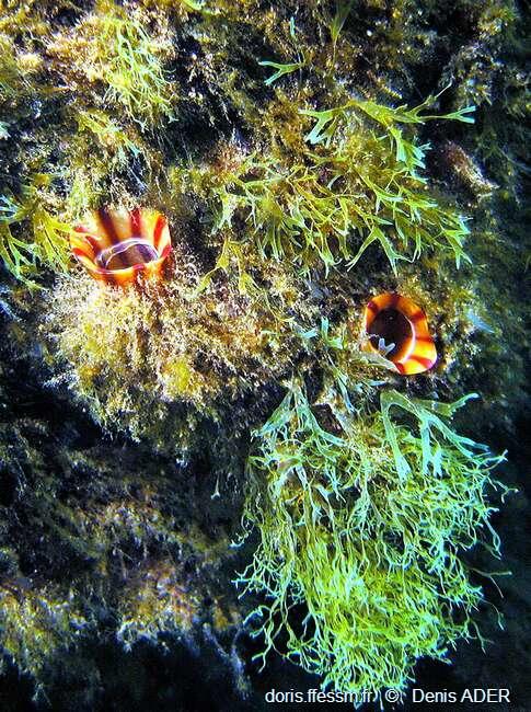 Microcosmus sabatieri | DORIS