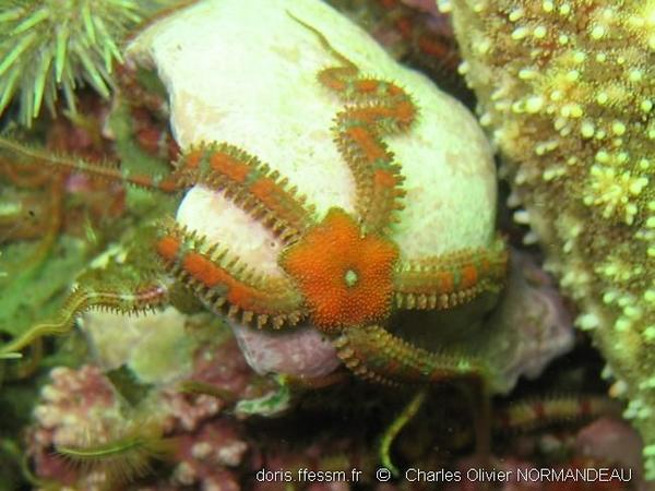 Ophiopholis aculeata | DORIS