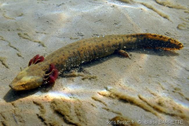 Necturus maculosus | DORIS