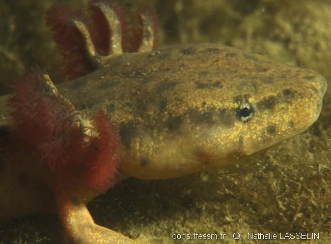 Necturus maculosus | DORIS