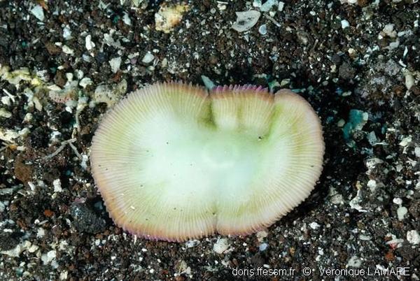 Lobactis scutaria | DORIS