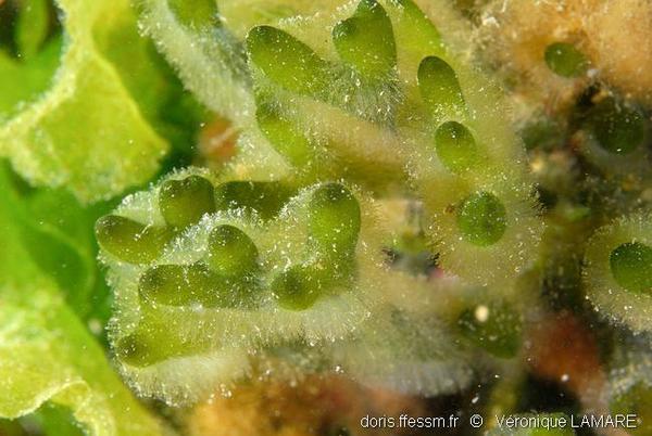 Codium fragile subsp. fragile | DORIS