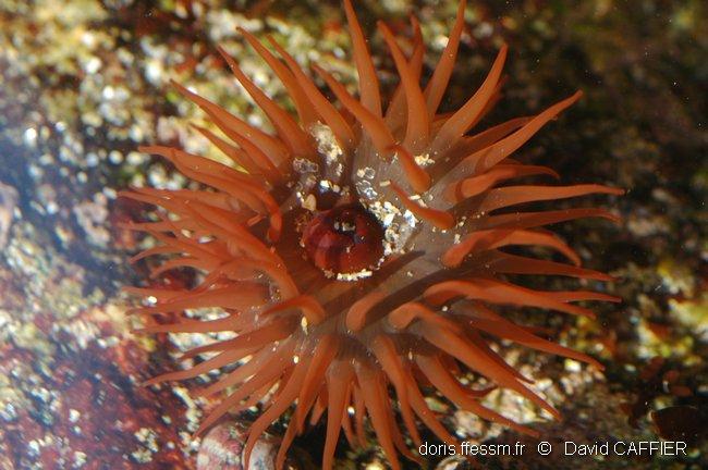 Actinia equina | DORIS