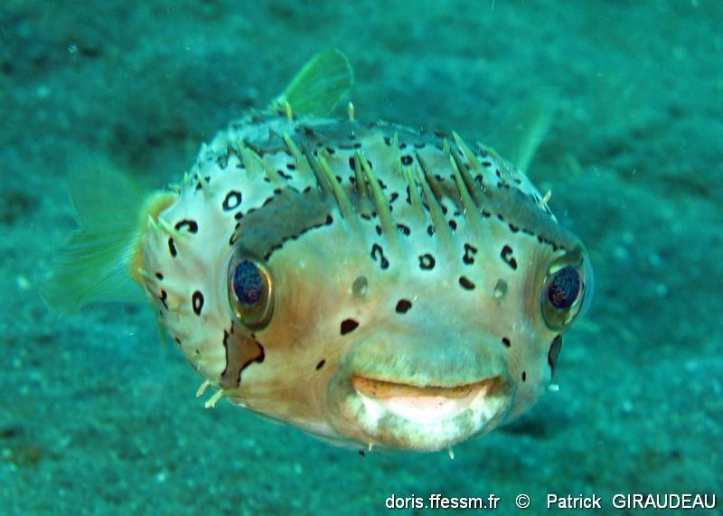 Diodon holocanthus | DORIS