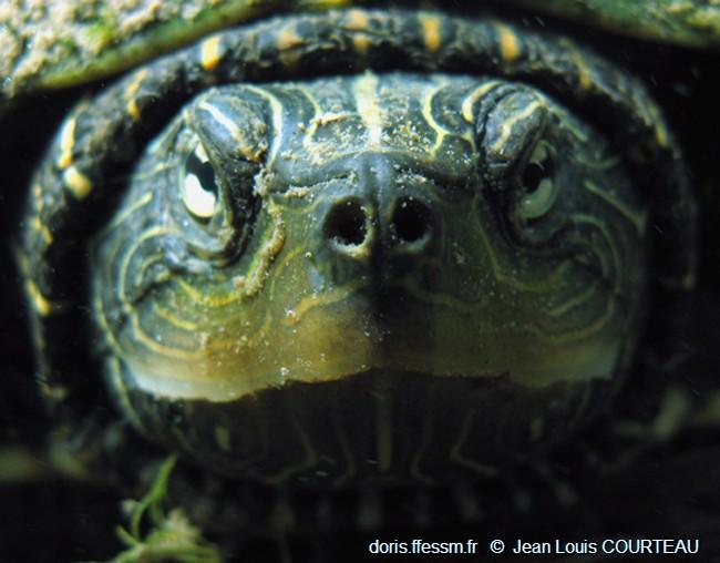 Graptemys geographica | DORIS