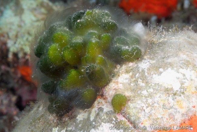 Codium coralloides | DORIS