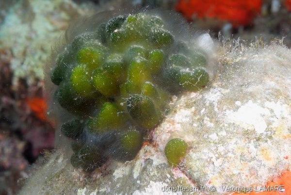 Codium coralloides | DORIS