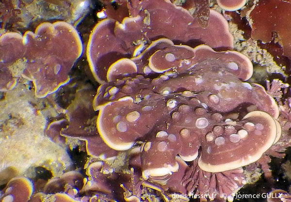 Mesophyllum lichenoides | DORIS