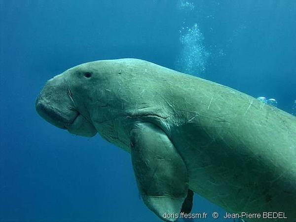 Dugong dugon | DORIS