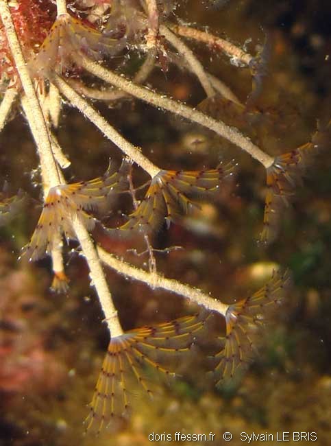 Sabella discifera | DORIS