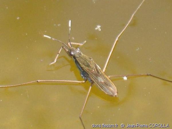Gerris sp. | DORIS