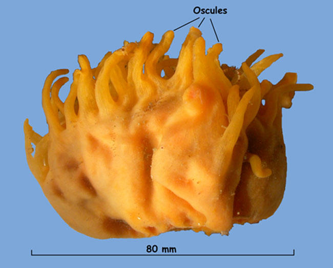 Polymastia boletiformis | DORIS