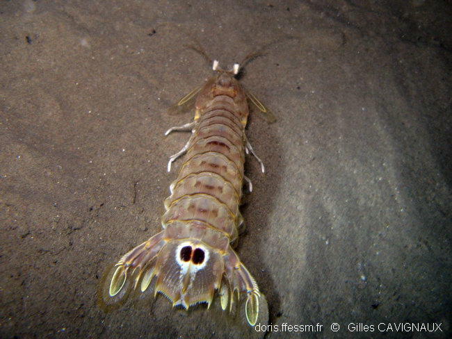 Squilla mantis | DORIS