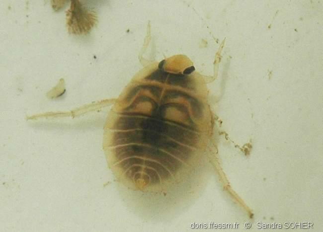 Aphelocheirus aestivalis | DORIS