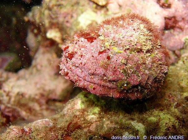 Bolma rugosa | DORIS