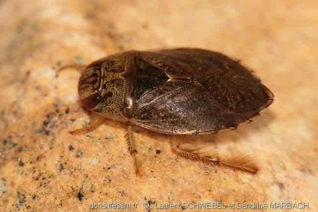 Ilyocoris cimicoides | DORIS