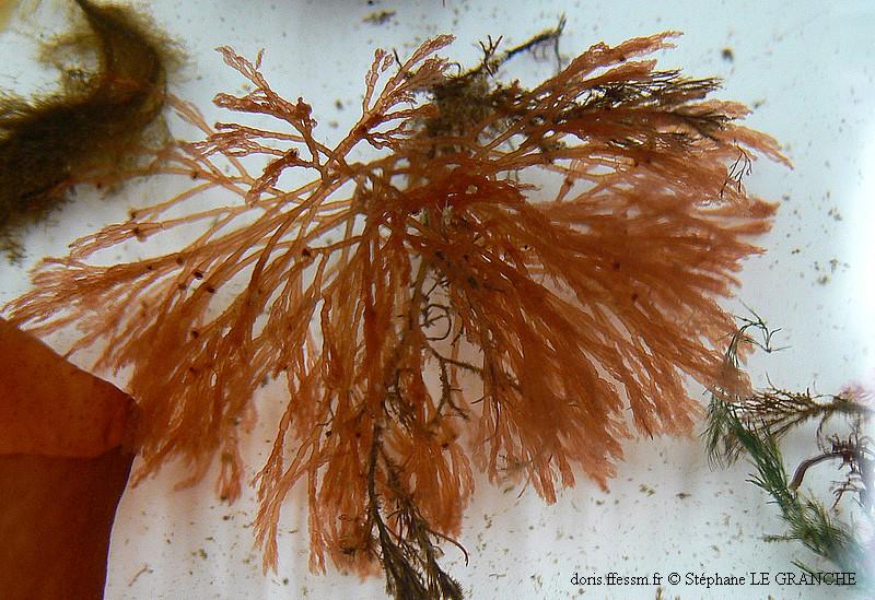 Griffithsia corallinoïdes | DORIS