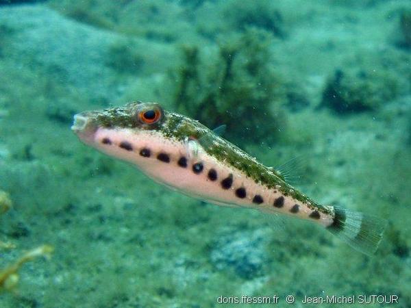 Sphoeroides spengleri | DORIS