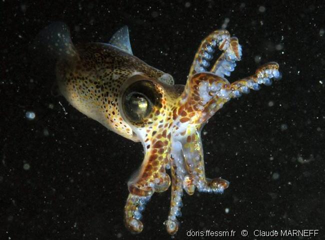 Sepiola atlantica | DORIS