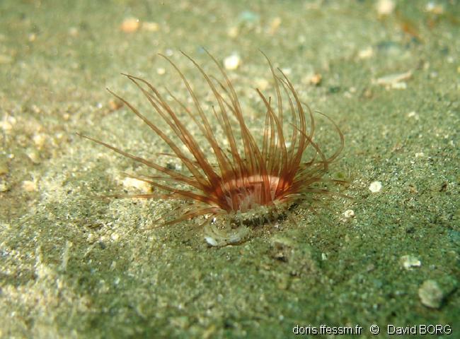 Cerianthus lloydii | DORIS