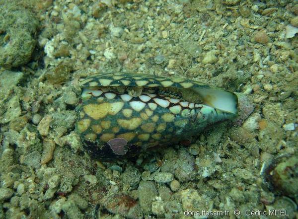 Conus marmoreus | DORIS
