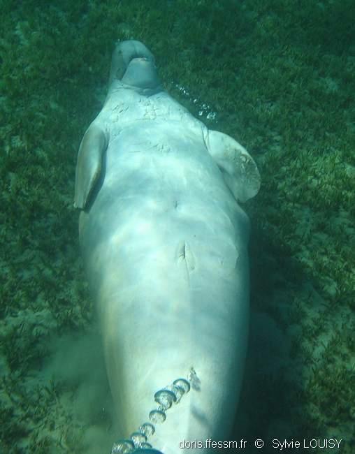 Dugong dugon | DORIS