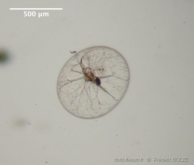 Noctiluca scintillans | DORIS