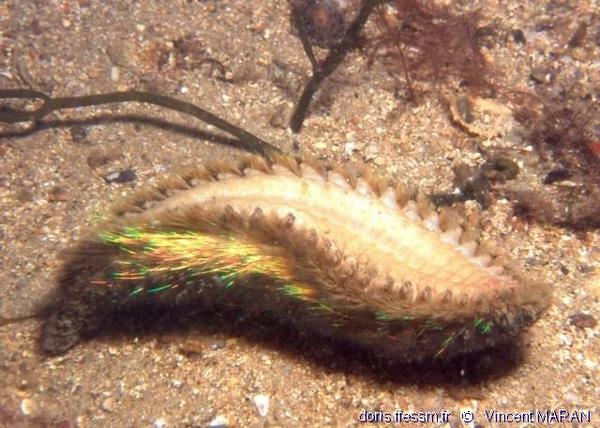 Aphrodita aculeata | DORIS