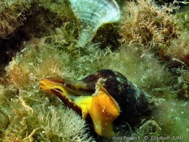 Euthria cornea | DORIS