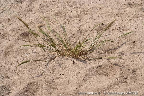 Vulpia fasciculata | DORIS