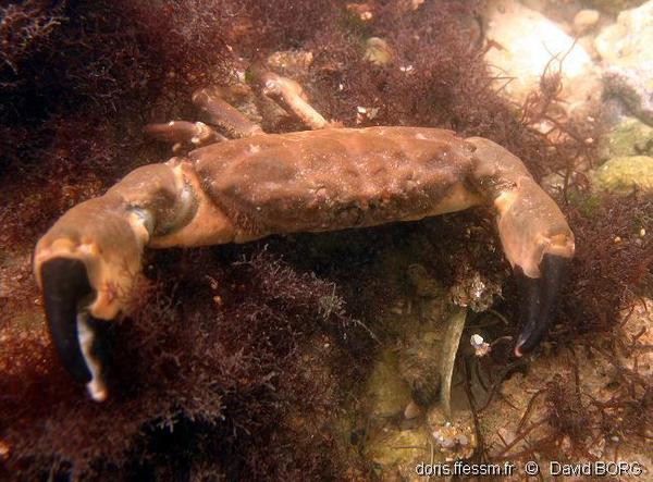 Xantho hydrophilus | DORIS