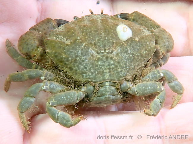 Xantho poressa | DORIS