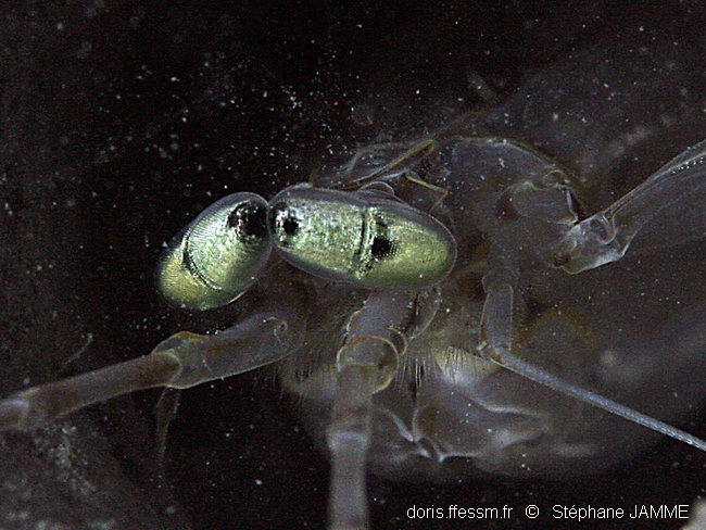 Squilla mantis | DORIS